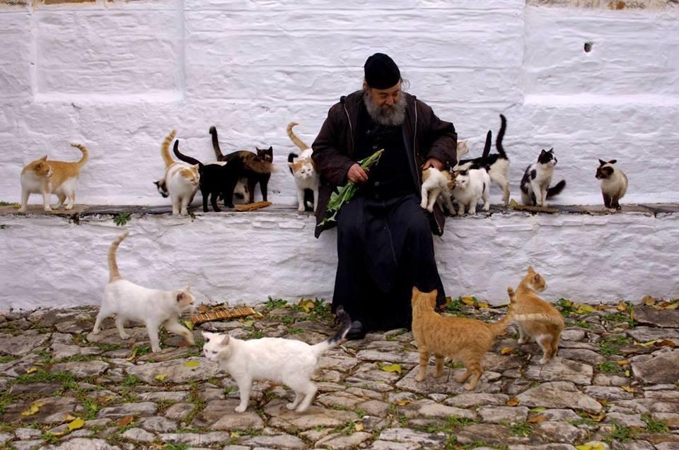 24 Adorable Monastery Cats